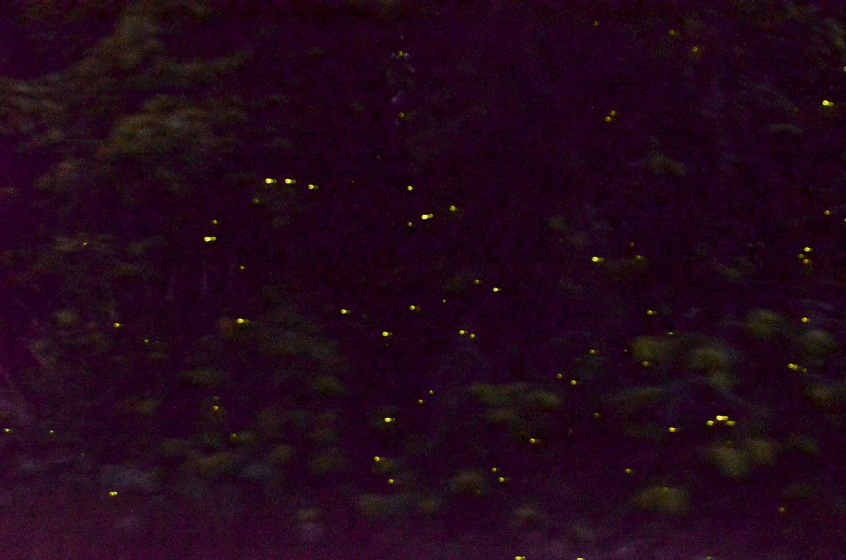 Amazing firefly watch in Sungai Kerian | Buletin Mutiara