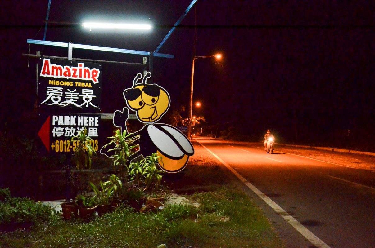 Amazing firefly watch in Sungai Kerian | Buletin Mutiara