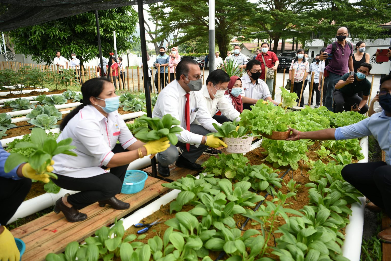Pulau Pinang hasrat wujud 100 hab kebun komuniti berkonsepkan pertanian ...