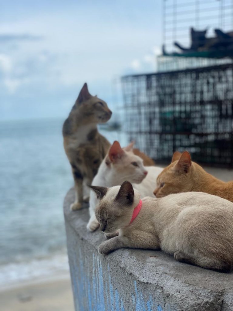 Cat Beach Sanctuary in Penang - A purr-fect getaway for avid cat lovers ...