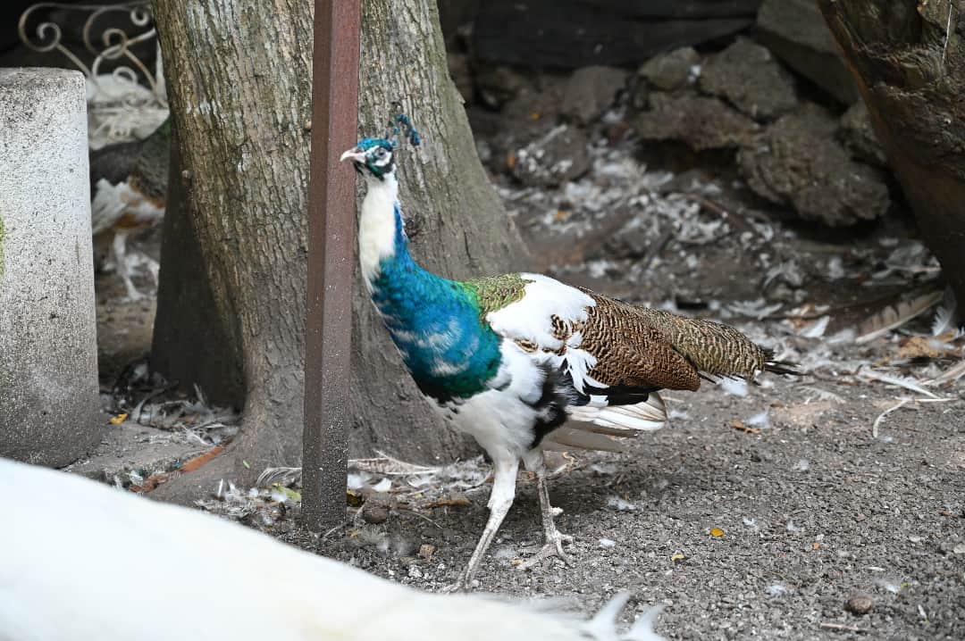 Peacock park set to take flight in Penang by December | Buletin Mutiara