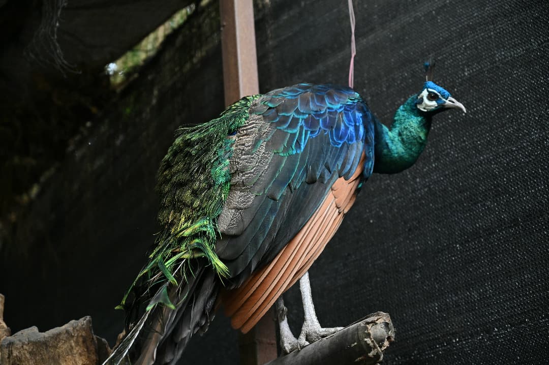 Peacock park set to take flight in Penang by December | Buletin Mutiara