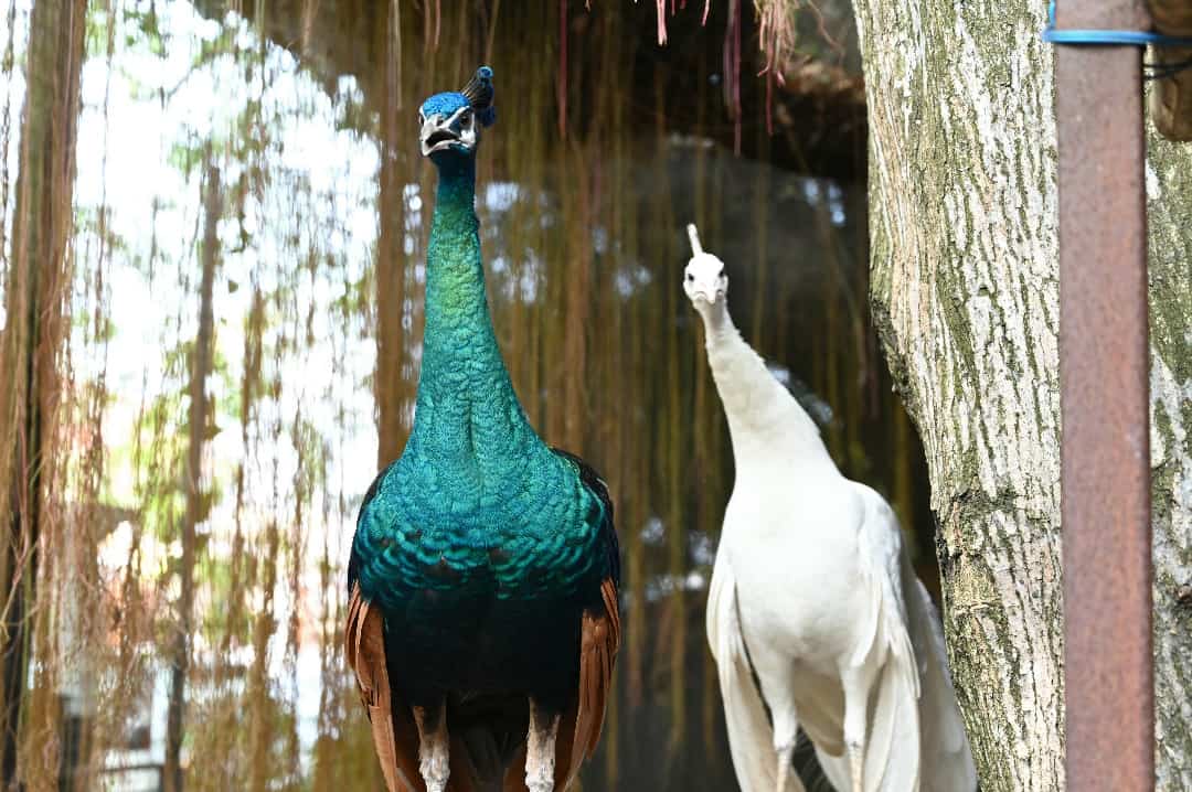Peacock park set to take flight in Penang by December | Buletin Mutiara
