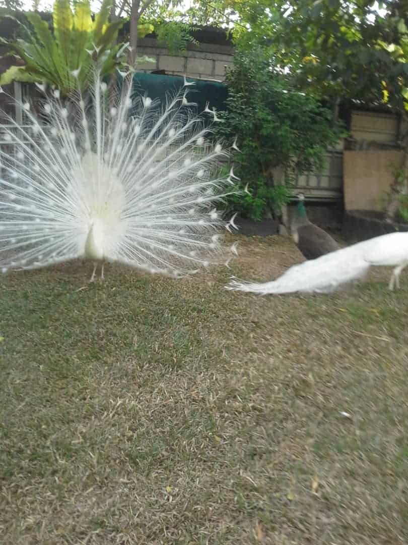 Peacock park set to take flight in Penang by December | Buletin Mutiara