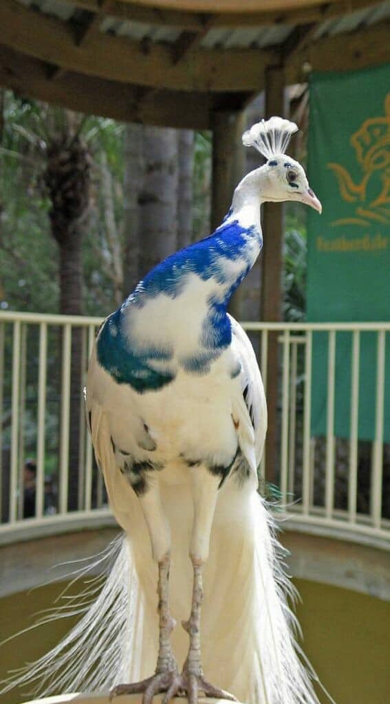 Peacock park set to take flight in Penang by December | Buletin Mutiara