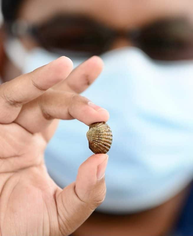 Shellfish farming project launched in north Seberang Perai | Buletin ...