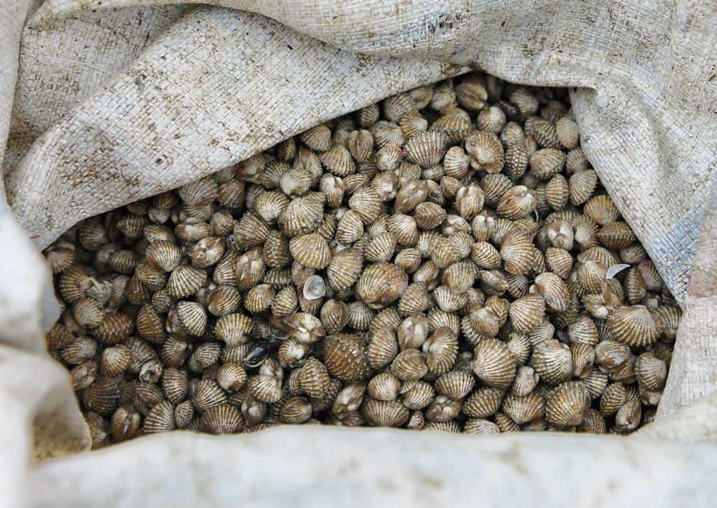 Shellfish farming project launched in north Seberang Perai | Buletin ...