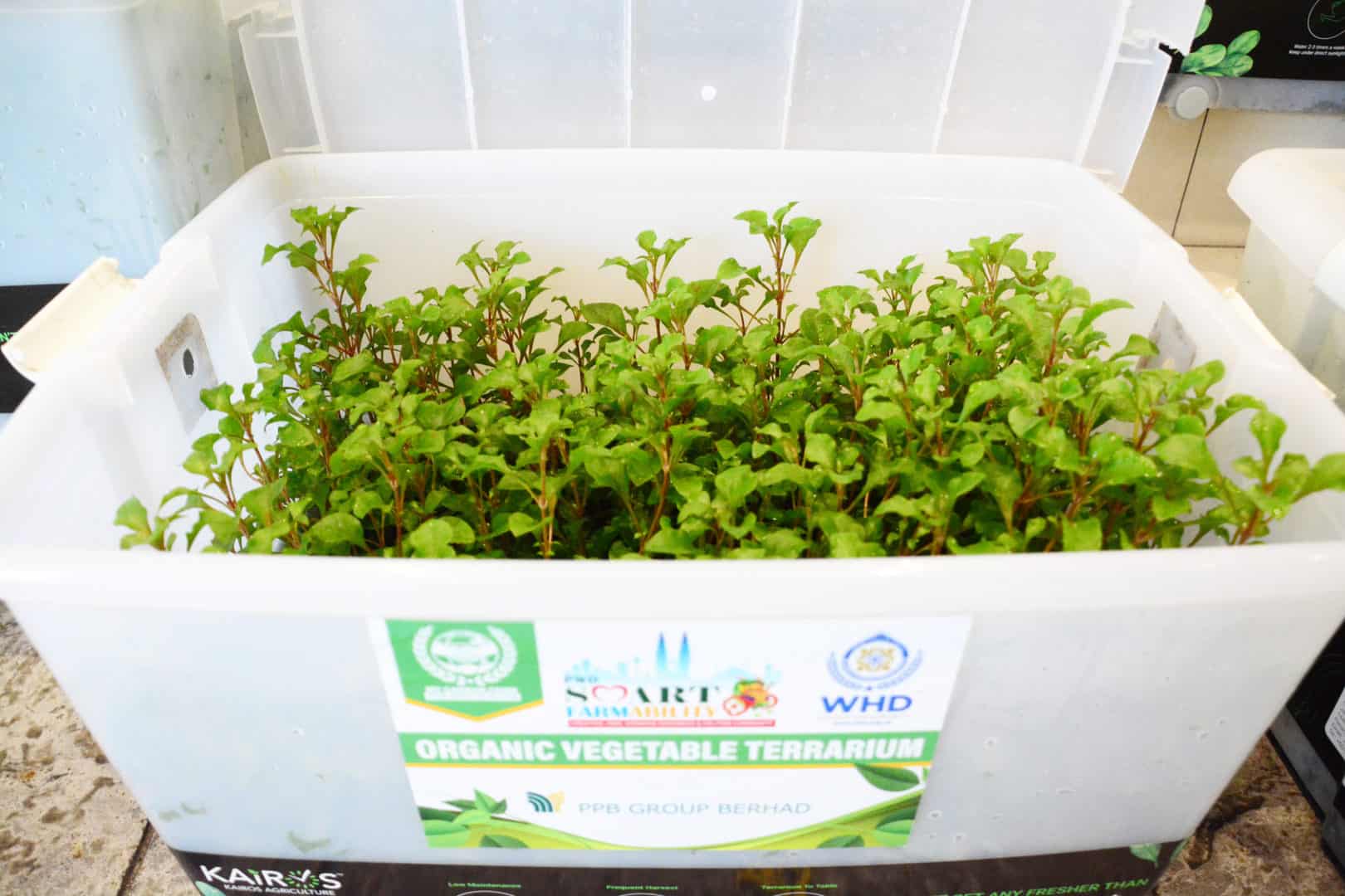 Organic vegetable terrariums for the needy at two PPR projects ...