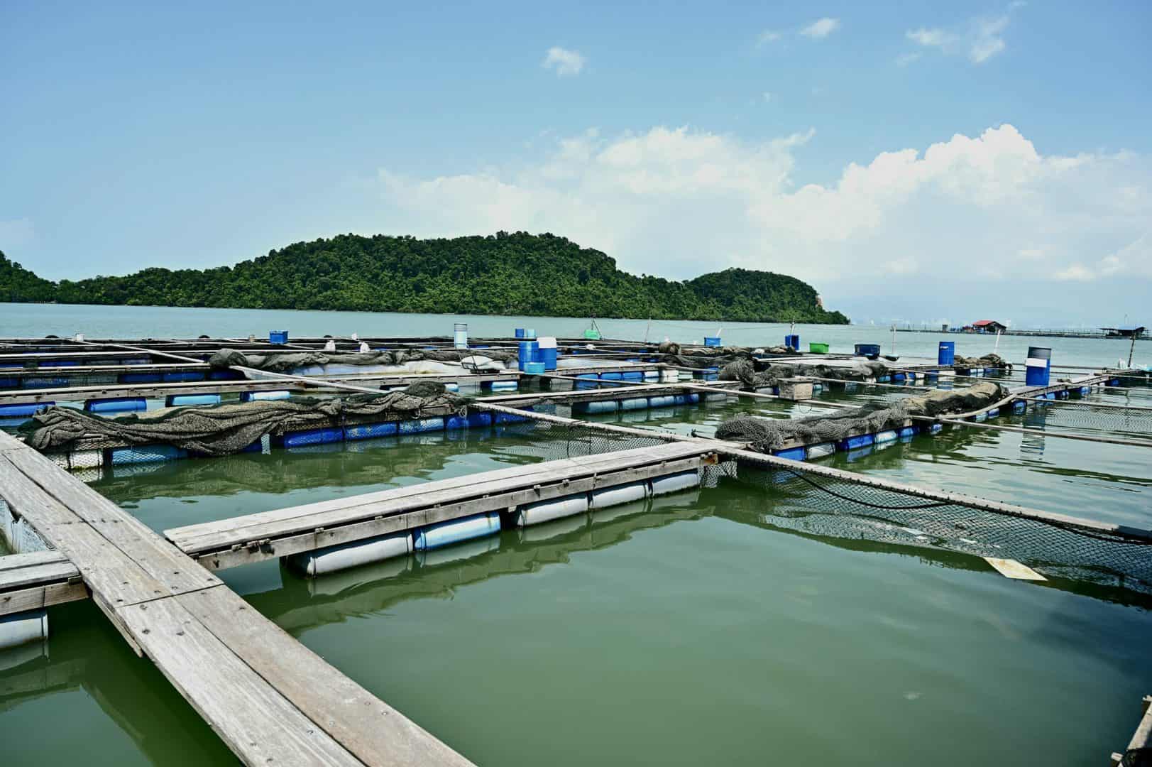 Perusahaan makanan laut, ikan sangkar tarikan produk ekonomi kreatif ...