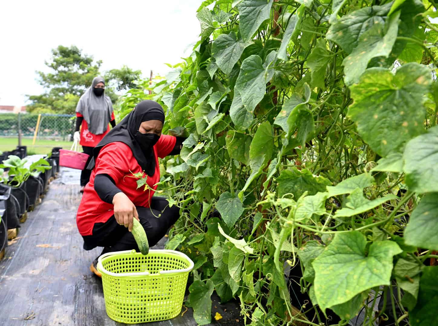 Program pertanian bandar manfaat komuniti dan isi rumah | Buletin Mutiara