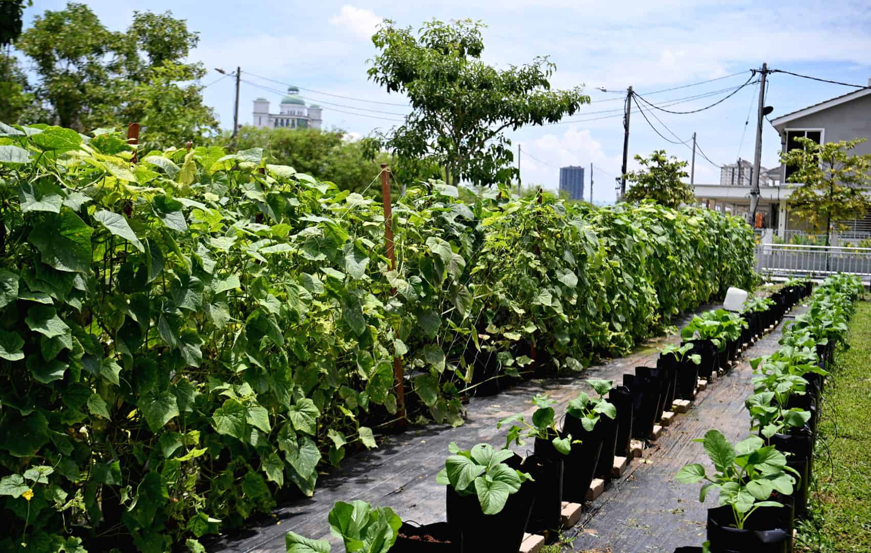 Program pertanian bandar manfaat komuniti dan isi rumah | Buletin Mutiara