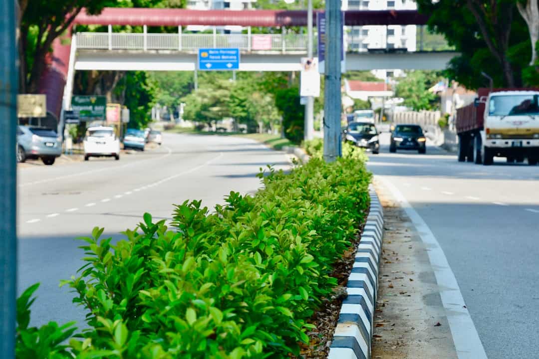 Tingkatkan nilai estetika jalan melalui penanaman pokok | Buletin Mutiara