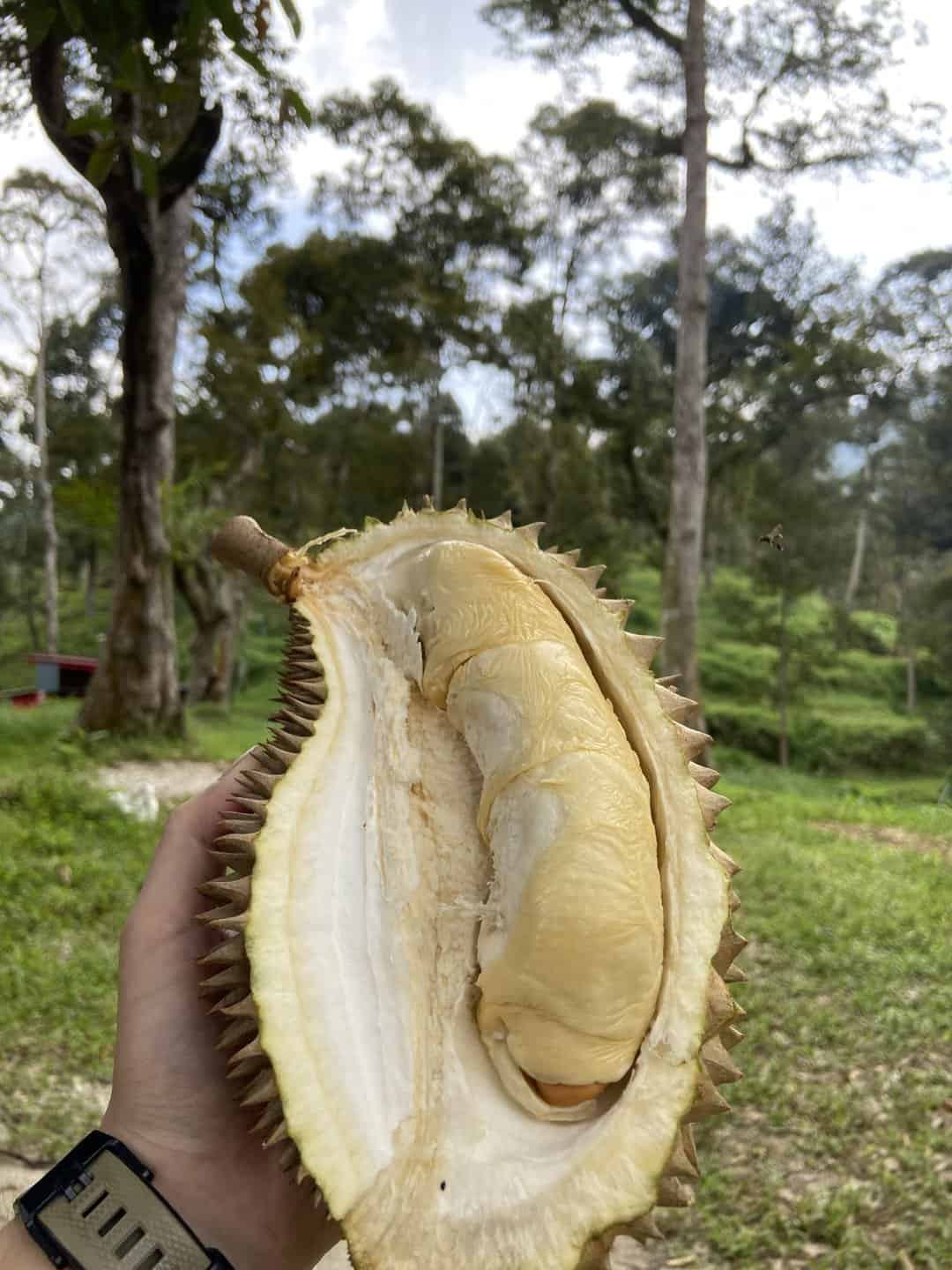 'Tok Kun Top' durians a hit in Cherok Tok Kun | Buletin Mutiara