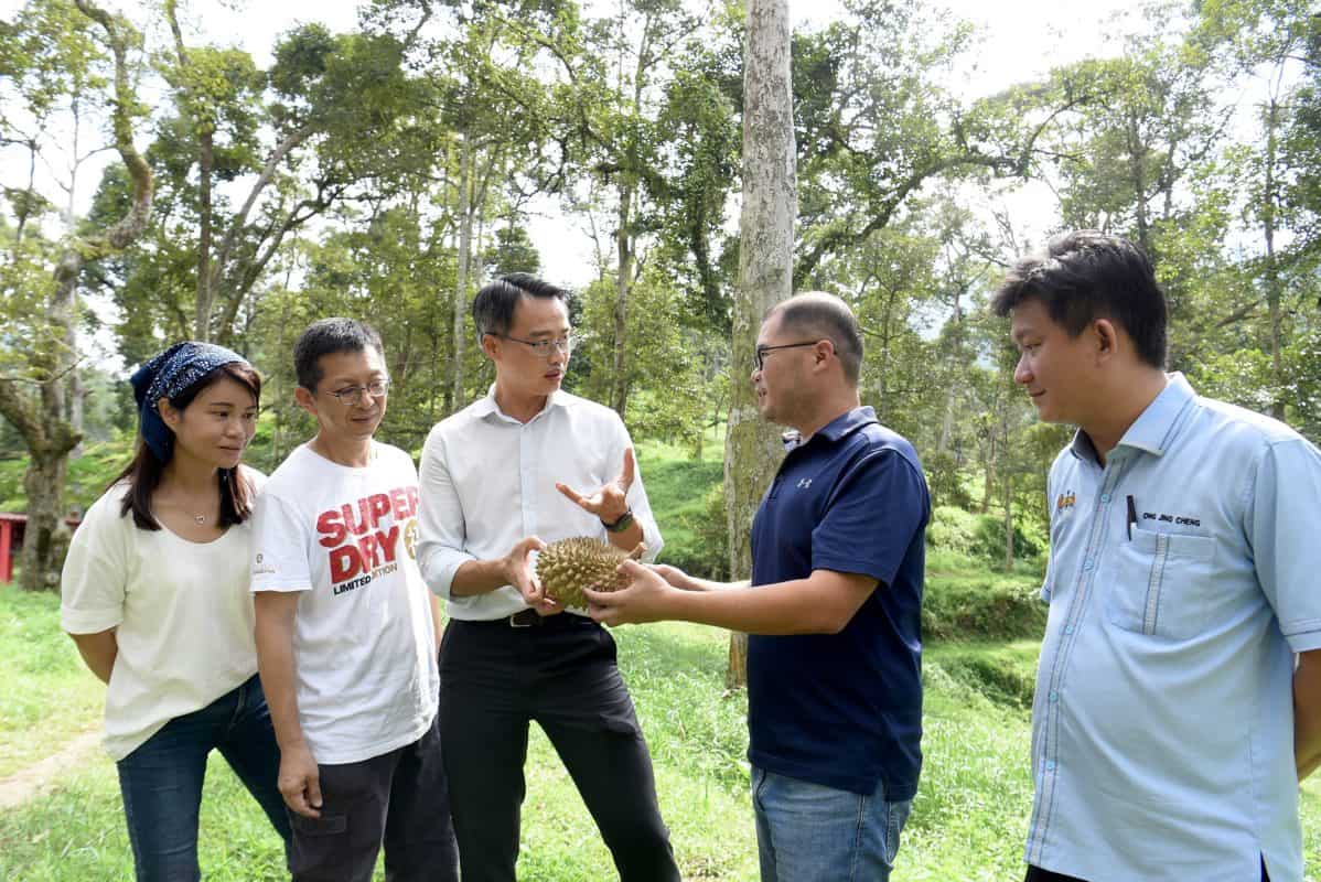 'Tok Kun Top' durians a hit in Cherok Tok Kun | Buletin Mutiara