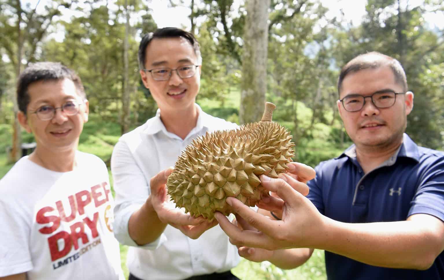 'Tok Kun Top' durians a hit in Cherok Tok Kun | Buletin Mutiara