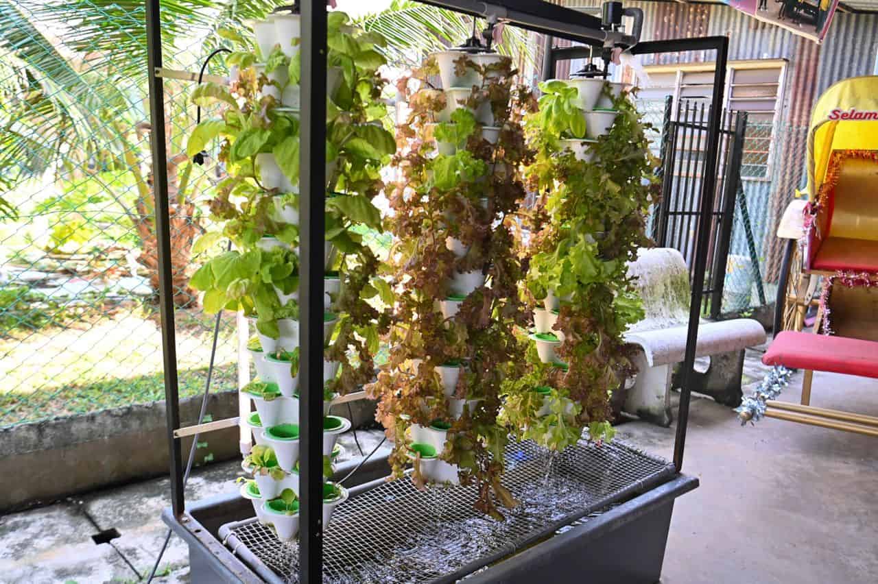 Program tanaman hidroponik bantu golongan B40 kurangkan kos sara hidup ...