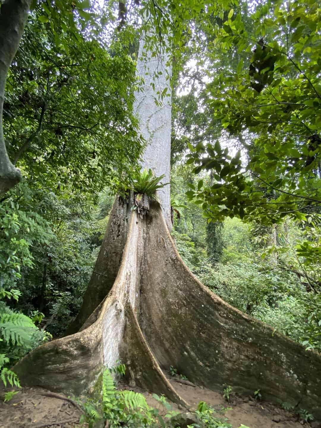 Pewartaan Hutan Simpanan Kekal demi pulihara alam, manfaat komuniti ...
