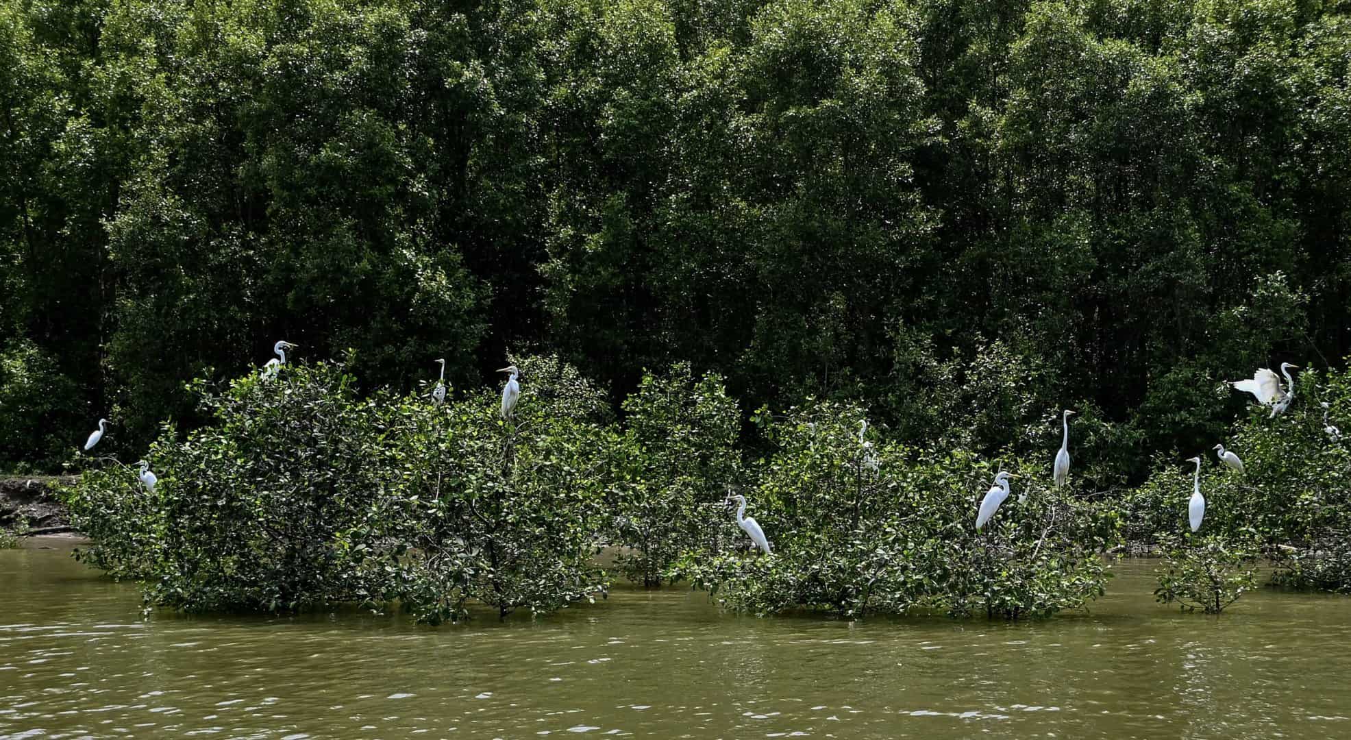 Penang gazettes eight mangrove forests as permanent reserved forests ...