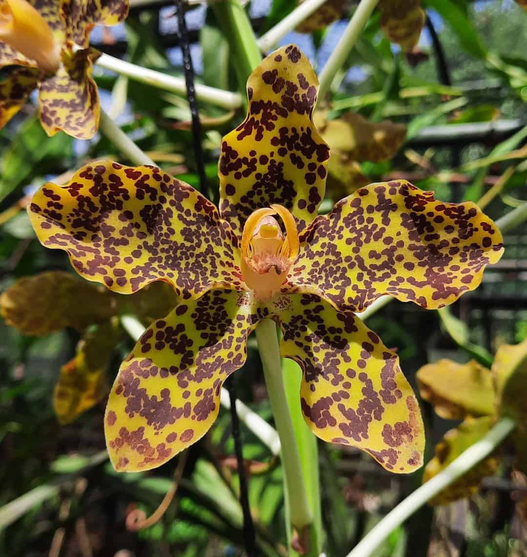 Tiger Orchid bakal jadi tarikan utama Rumah Orkid Taman Botani, dibuka ...