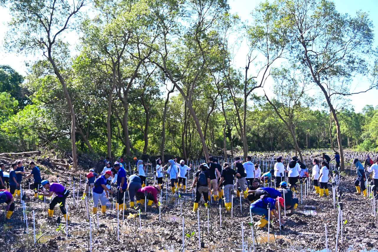 TYT sempurnakan program menanam 2,000 pokok Bakau Minyak | Buletin Mutiara