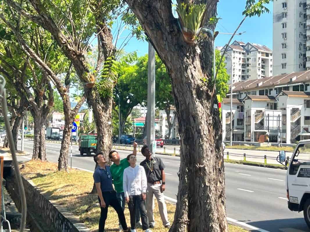100 staghorn ferns planted in Island Glades | Buletin Mutiara