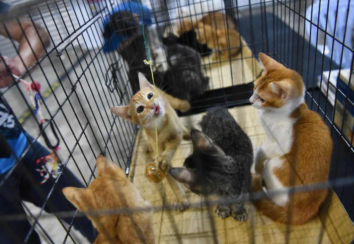 PICF 2024 - a celebration of feline grace | Buletin Mutiara