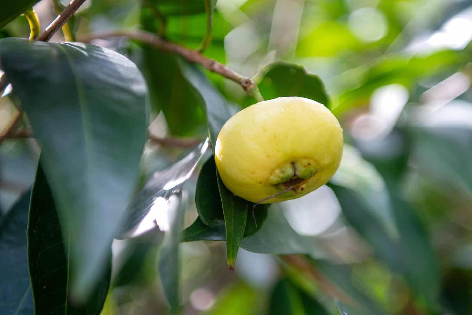 Exploring Penang’s orchard delights: Beyond just durians | Buletin Mutiara
