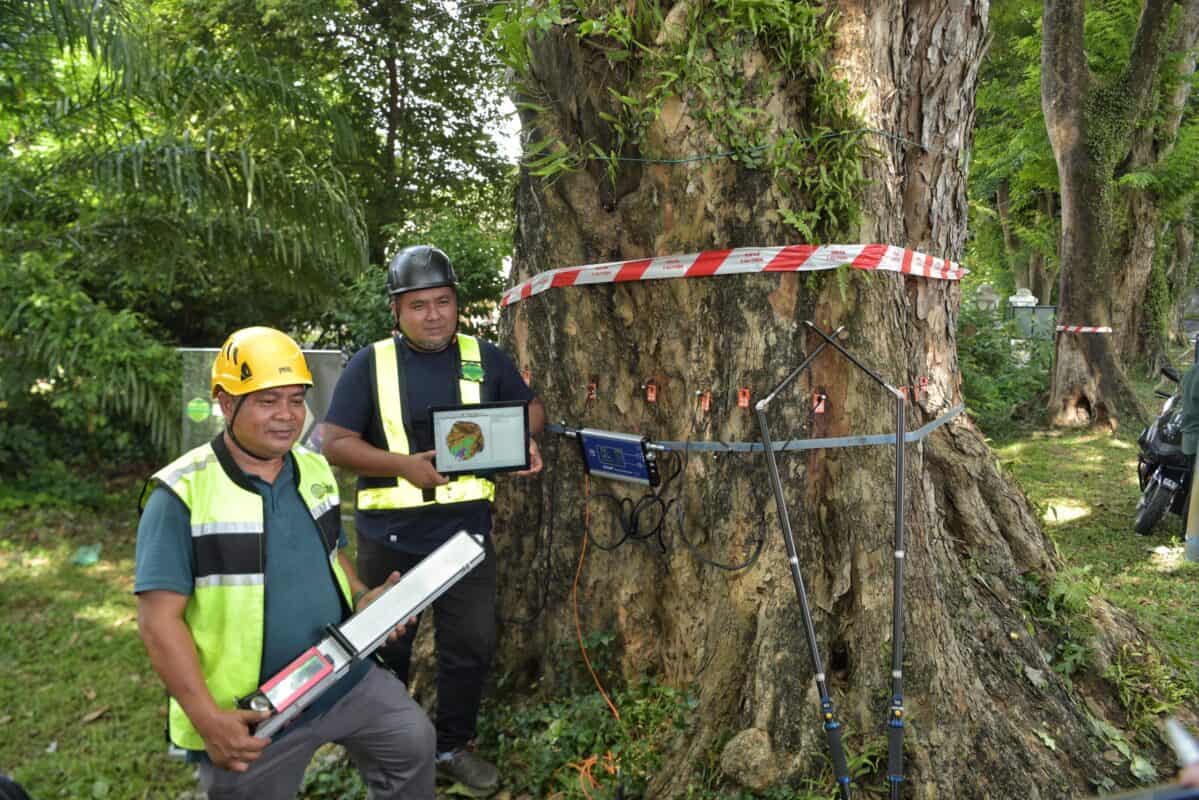 Enhanced tree inspection and monitoring measures by local councils ...