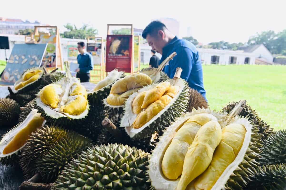 Musim durian Pulau Pinang 2024 bermula hingga September | Buletin Mutiara