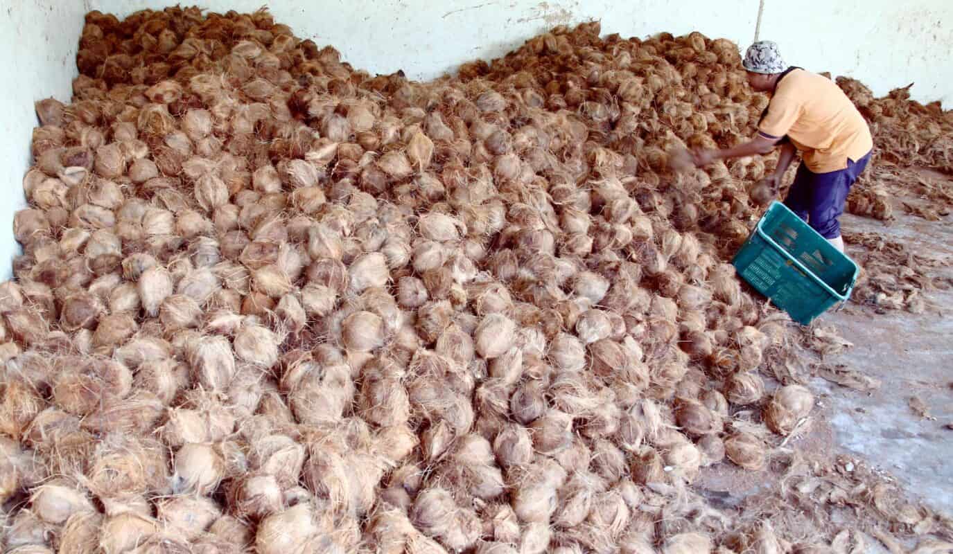 Coconut shortage hits Penang vendors ahead of Thaipusam | Buletin Mutiara