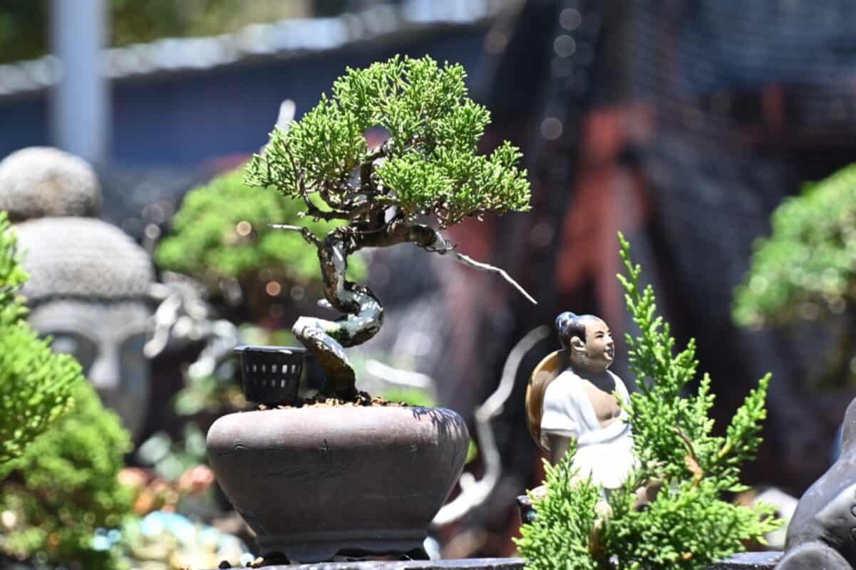 Bonsai: The Art of Patience, Balance, and Harmony | Buletin Mutiara