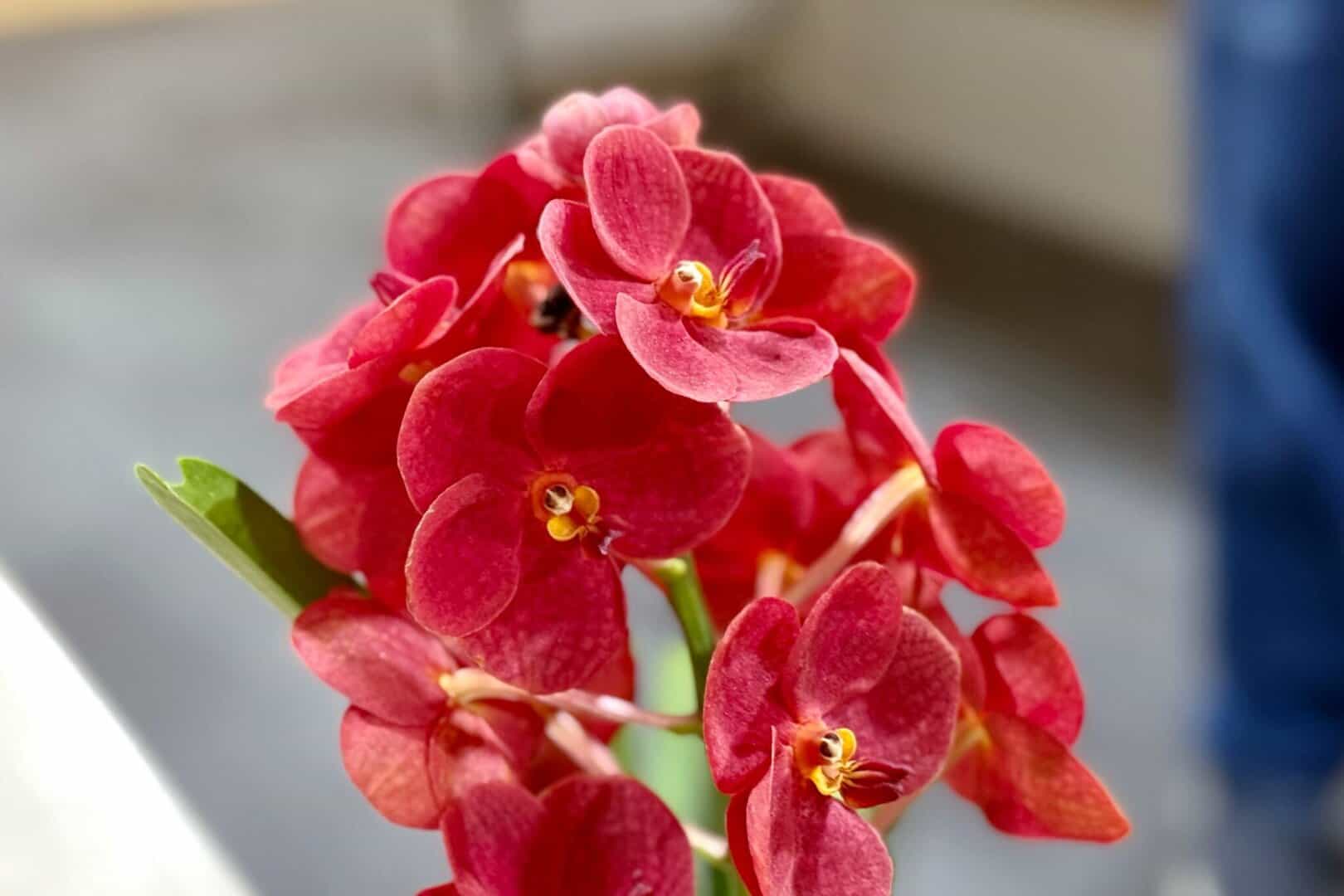 Penang Orchid Show 2025 set to bloom in splendour this September ...