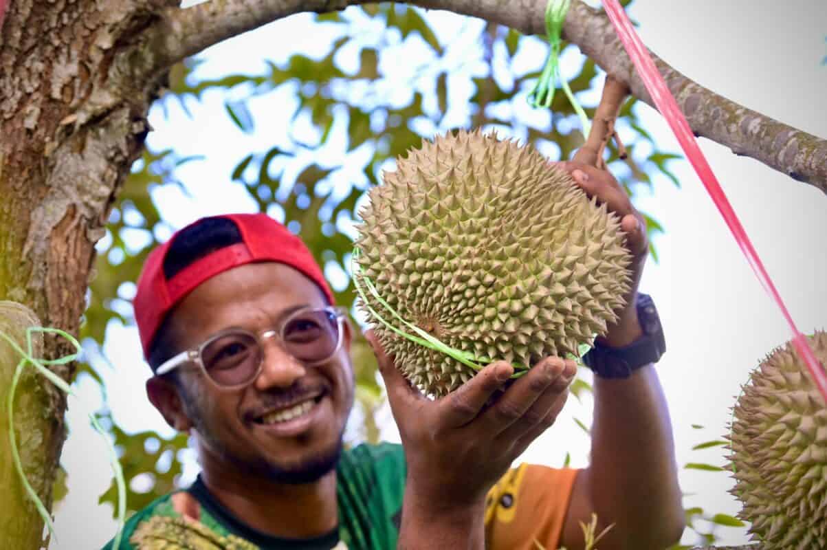 Musim durian ketiga di Pulau Pinang terus jadi buruan peminat | Buletin ...